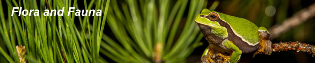 Invasive Species – ANJEC