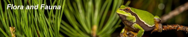 Invasive Species – ANJEC